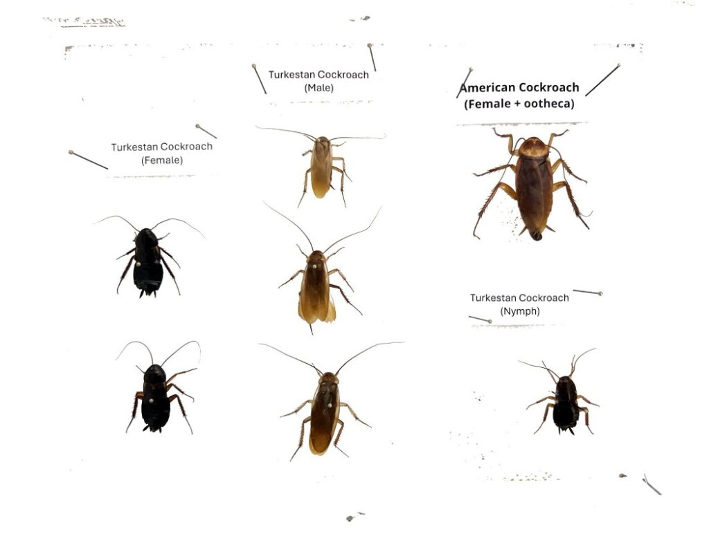 The Turkestan Cockroach: An Emerging Pest in Texas - Insects in the City
